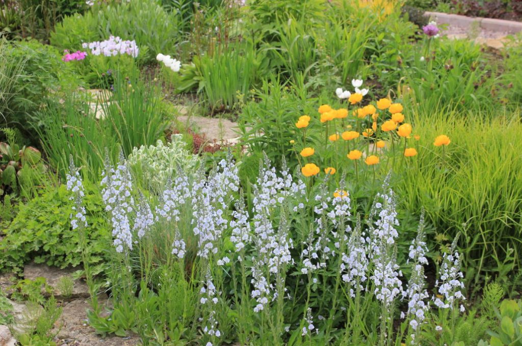 Man-Made Meadows: How To Create a Meadow Flower Garden From Perennials ...