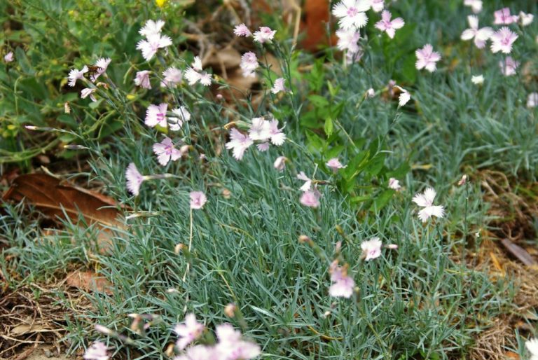 Perennial Carnations: Low-Growing And Small-Flowered