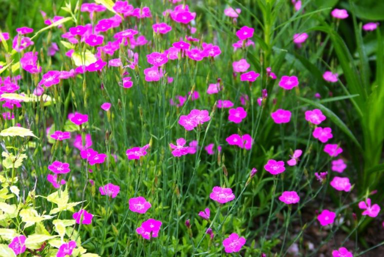Perennial Carnations: Low-Growing And Small-Flowered
