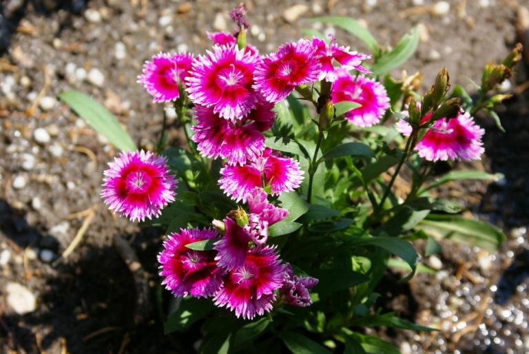 Perennial Carnations: Low-Growing And Small-Flowered