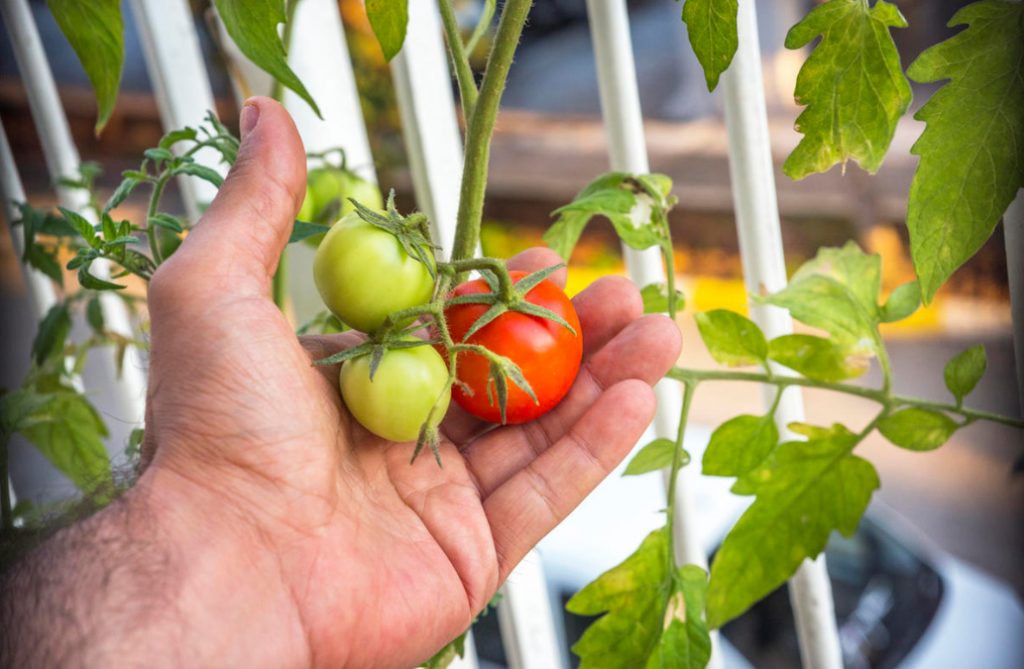 Reasons For Poor Harvest: What Factors Can Affect The Number Of Fruits