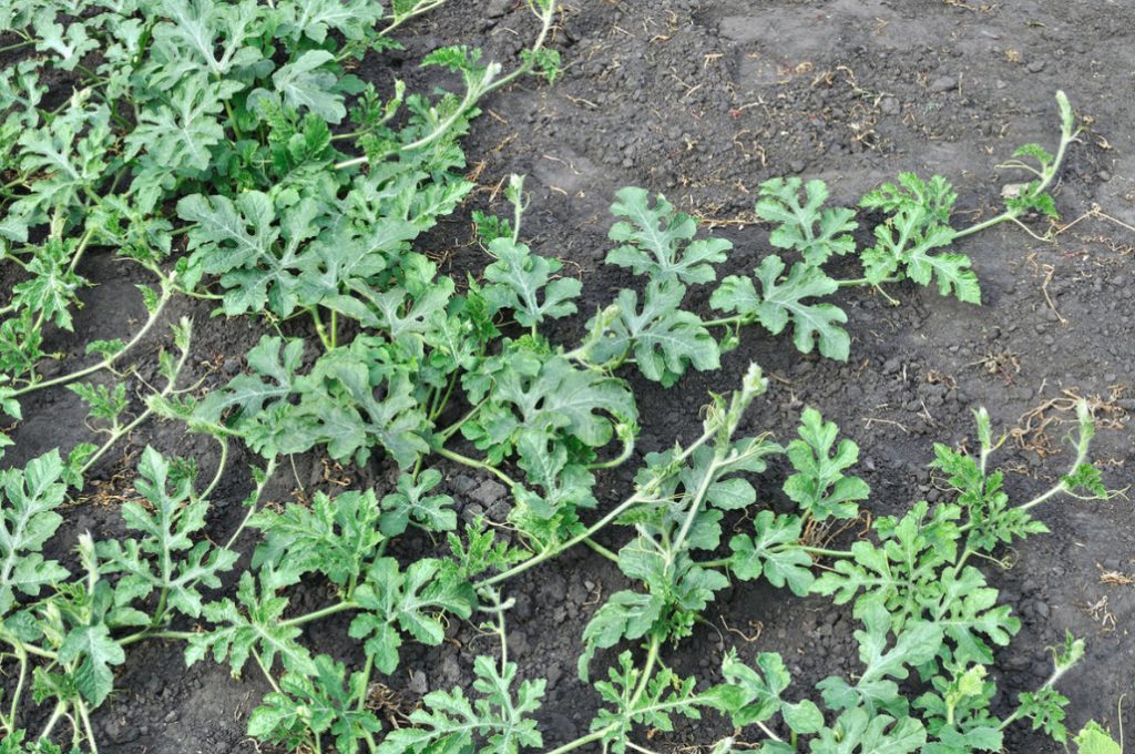 The Formation Of The Watermelon In Cool Conditions