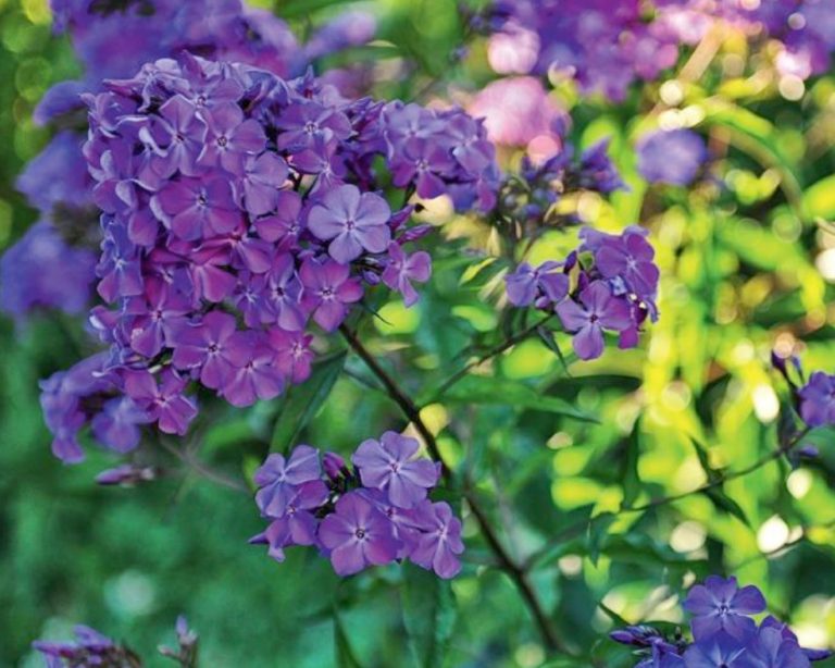Blue Miracle: Amazing Varieties Of Phlox