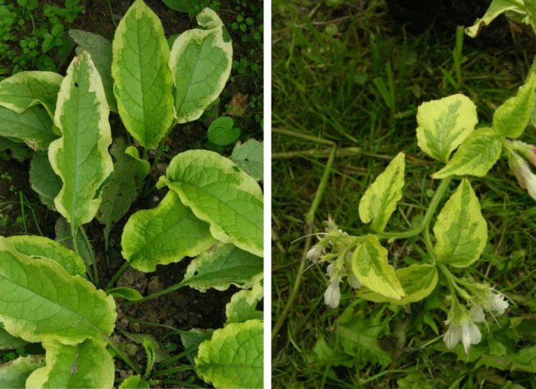 Comfrey: Types, Decorative Varieties, Photos Of Plants