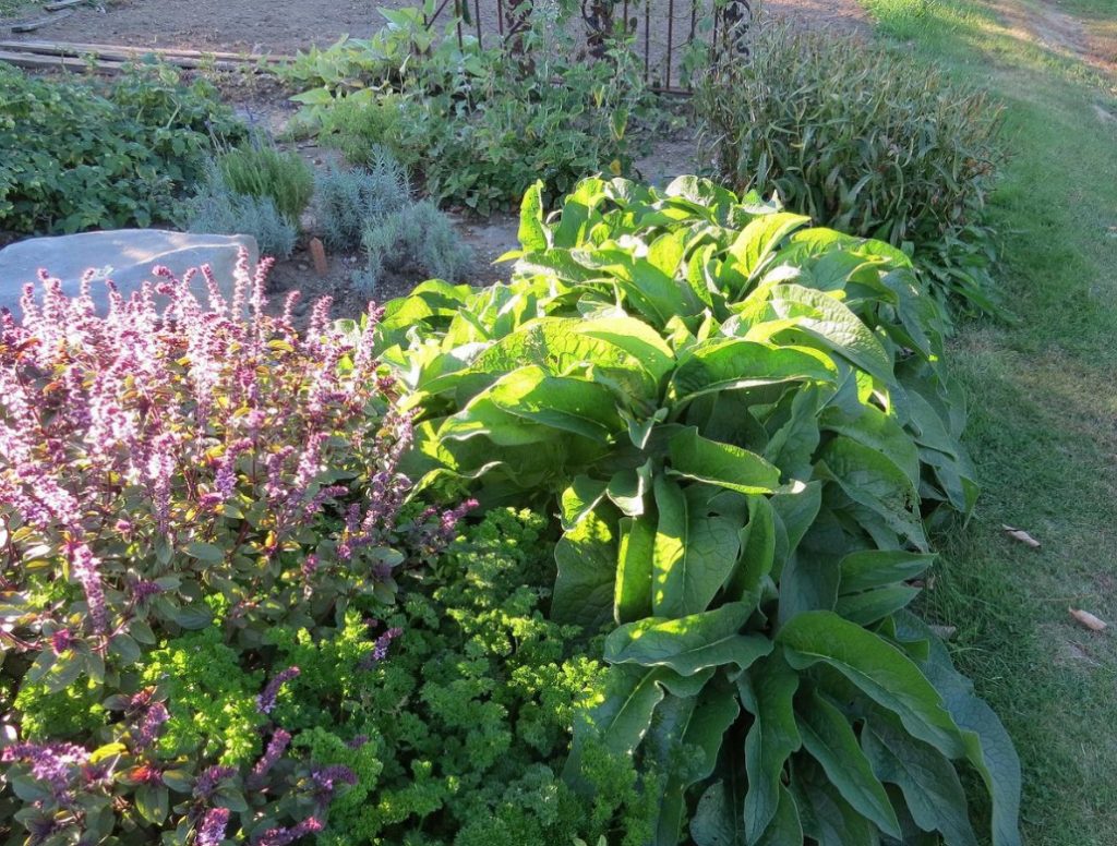 Comfrey: Types, Decorative Varieties, Photos Of Plants
