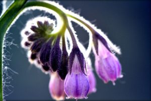 Comfrey: Types, Decorative Varieties, Photos Of Plants