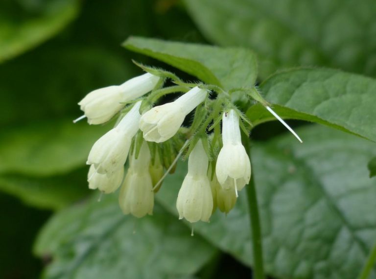 Comfrey: Types, Decorative Varieties, Photos Of Plants