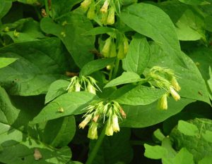 Comfrey: Types, Decorative Varieties, Photos Of Plants
