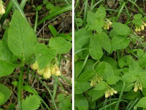 Comfrey: Types, Decorative Varieties, Photos Of Plants