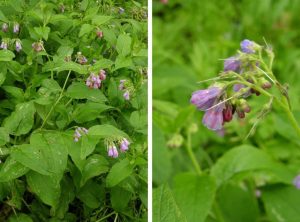 Comfrey: Types, Decorative Varieties, Photos Of Plants