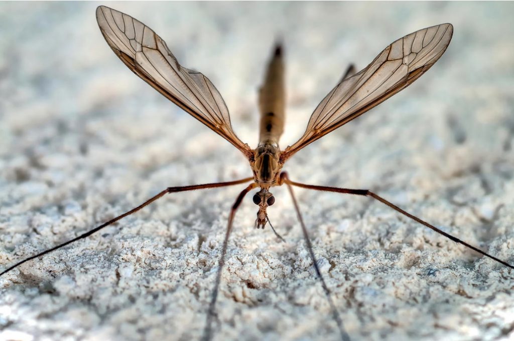 Insects That Spoil Our Life In The Country (Part 1)