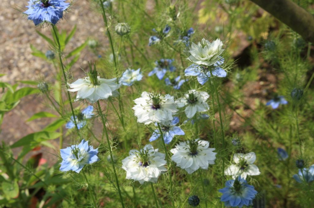 Nigella: Types, Photos, Cultivation And Use