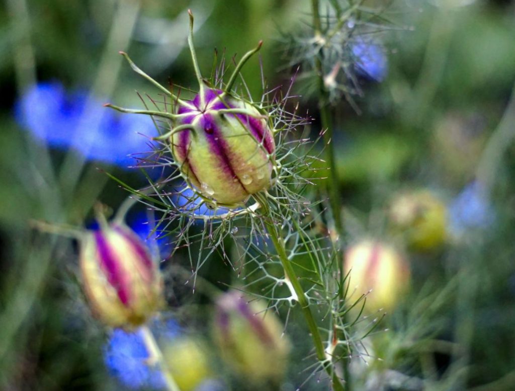 Nigella: Types, Photos, Cultivation And Use