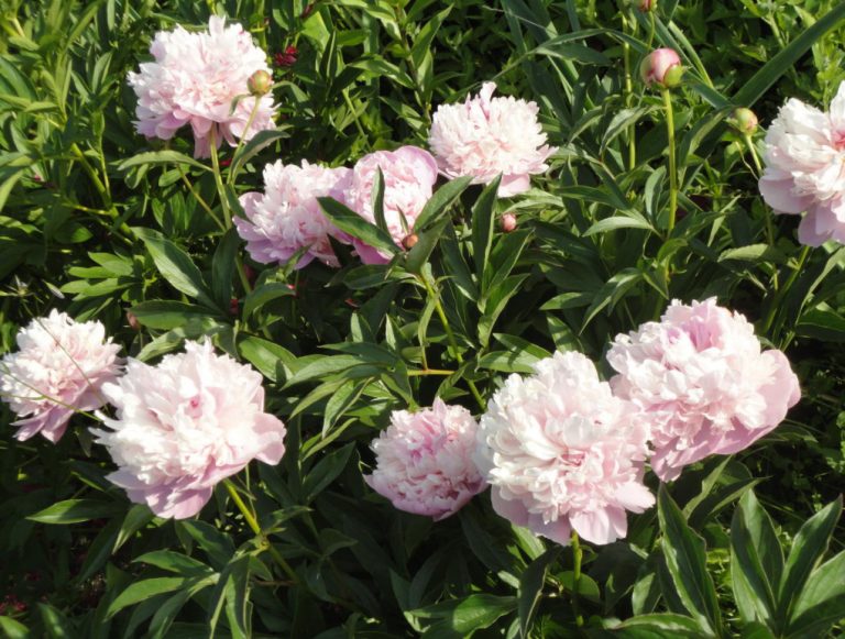 Peonies That Can Surprise: The Most Memorable Varieties And Types (Part ...