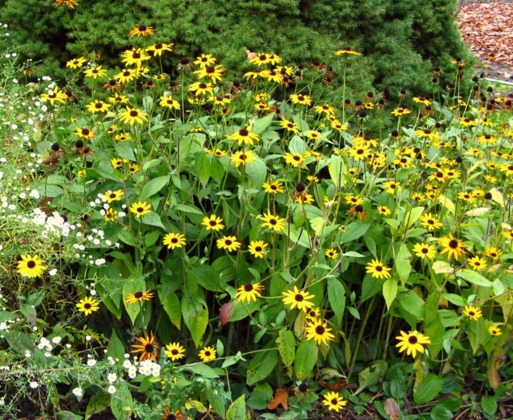 Pure Gold! Rudbeckia In Your Garden