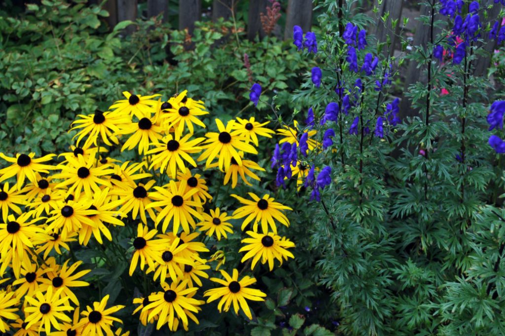Pure Gold! Rudbeckia In Your Garden