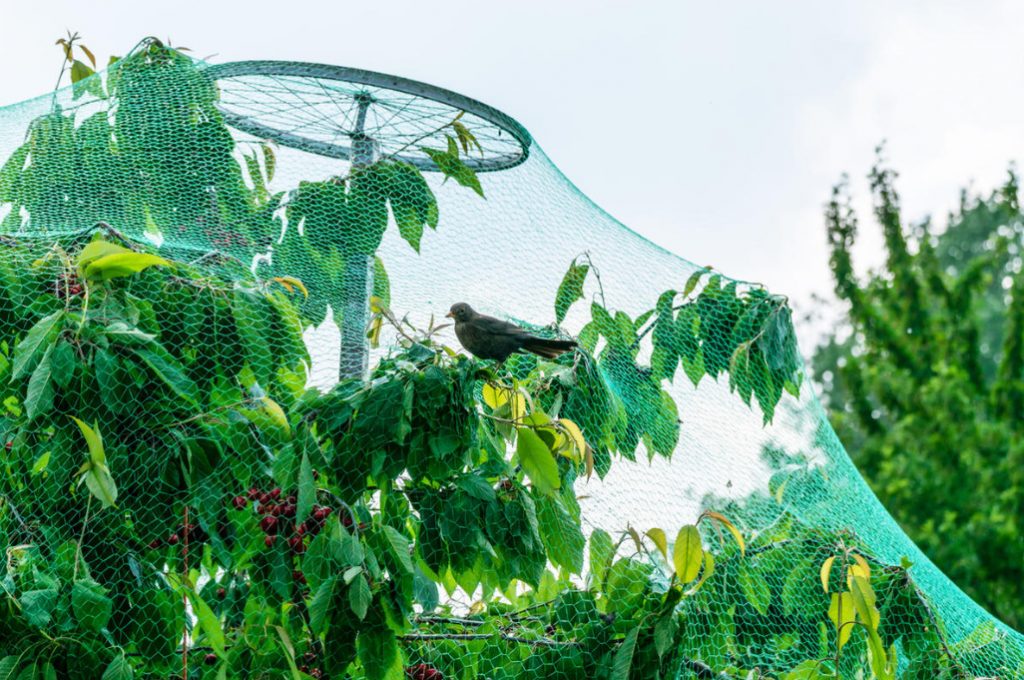 Scaring Birds: The Devices And Drugs To Protect The Garden