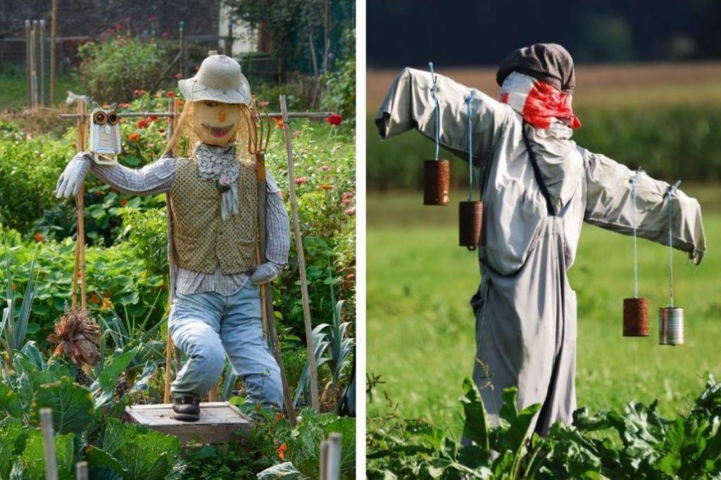 Scaring Birds: The Devices And Drugs To Protect The Garden