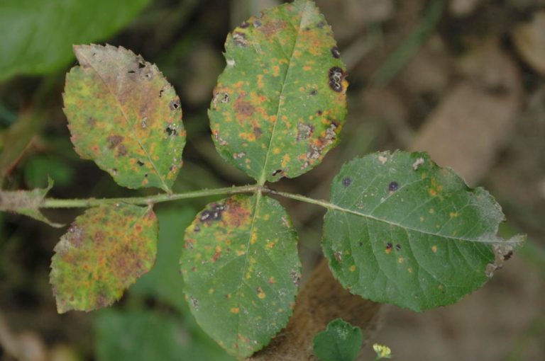 The Main Diseases Of Roses. Who Is To Blame And What To Do (Part 2)