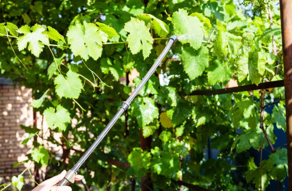 Top Dressing Of Grapes: Principles Of Fertilization