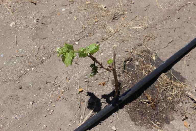 Watering Grapes: How Much To Water, When And How To Do It Correctly