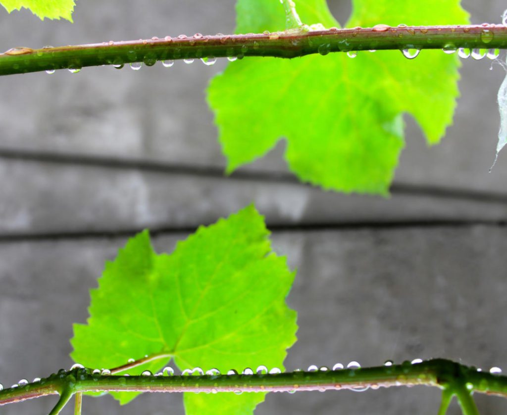 Watering Grapes: How Much To Water, When And How To Do It Correctly