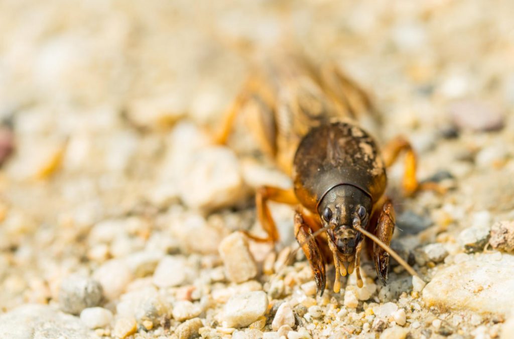 Who Topped The Rating Of The Worst Pests In The Country?