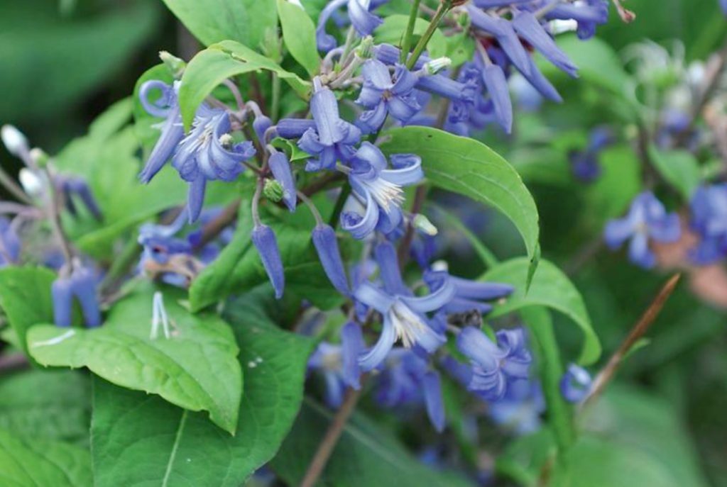 Autumn Perennials: An Overview Of Late Blooms