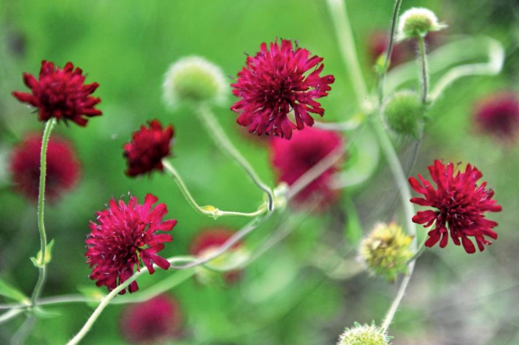 Autumn Perennials: An Overview Of Late Blooms