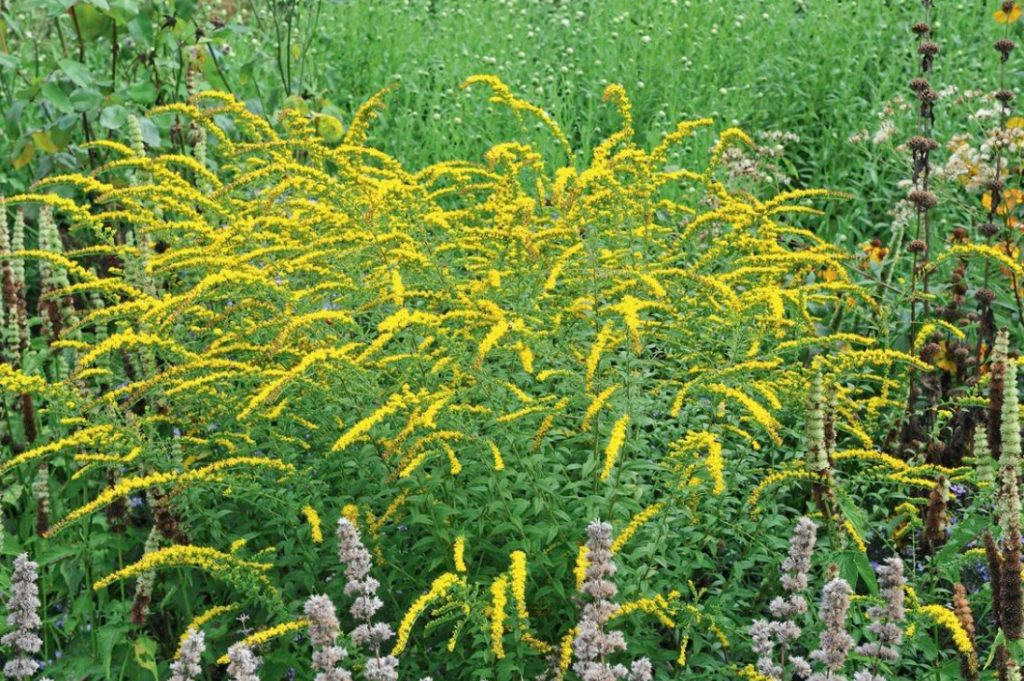 Autumn Perennials: An Overview Of Late Blooms
