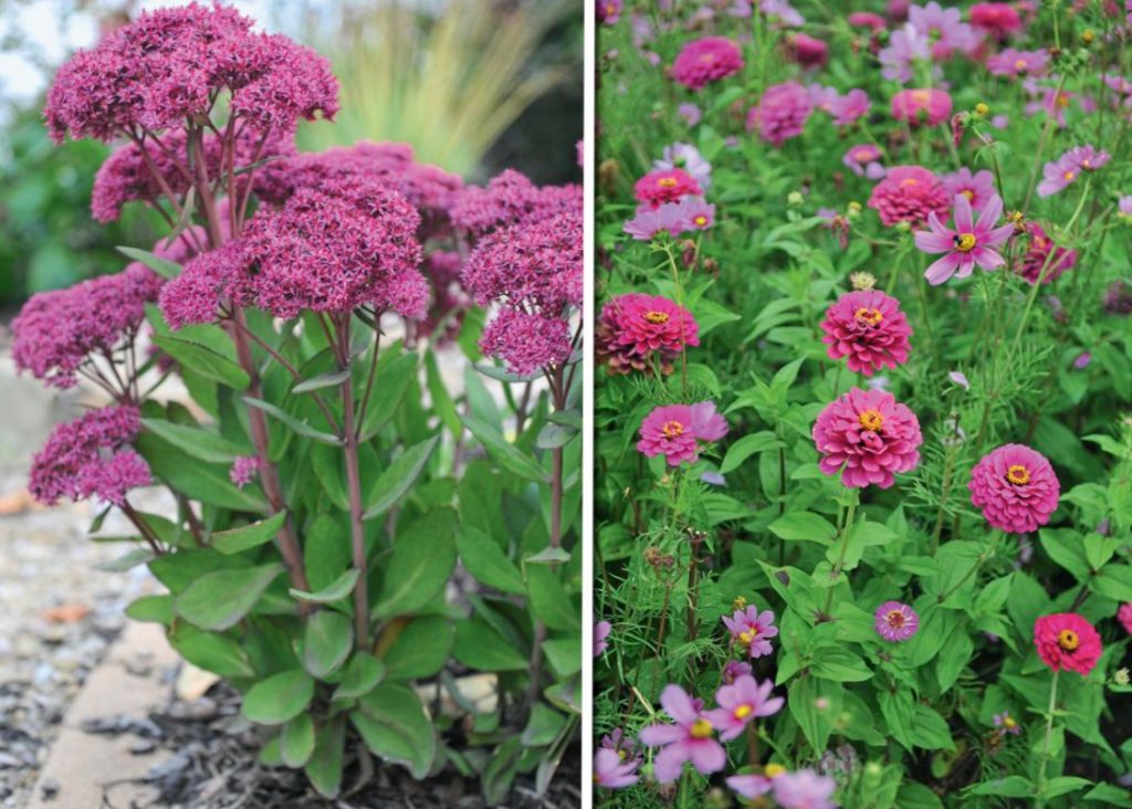 Autumn Perennials: An Overview Of Late Blooms