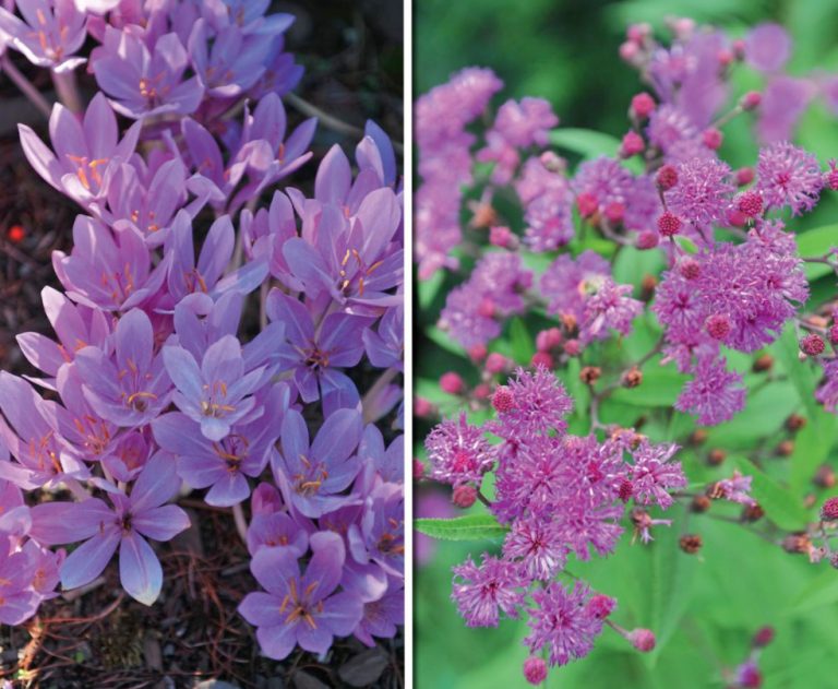 Autumn Perennials: An Overview Of Late Blooms