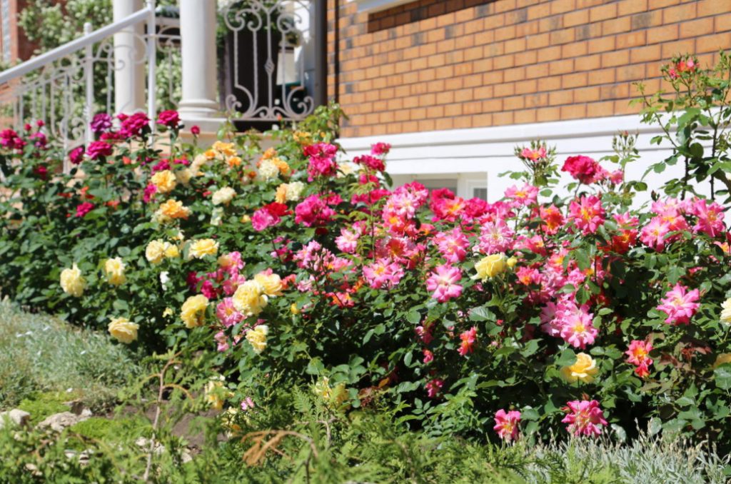 Combination Of Roses By Color: Choosing a Color Scheme For Garden ...