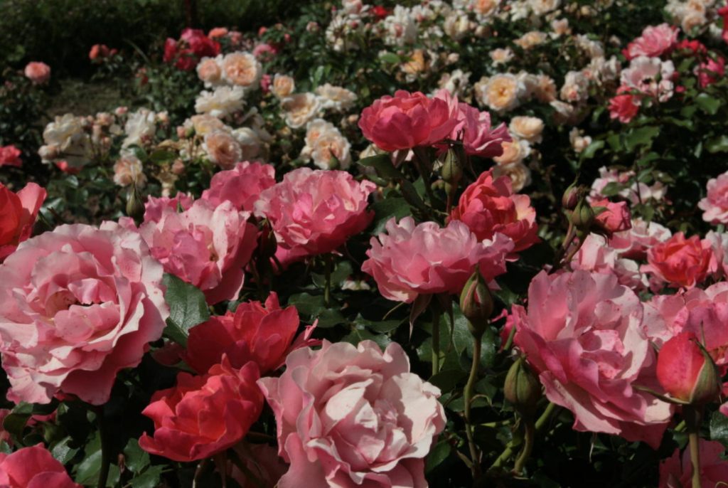 Combination Of Roses By Color: Choosing a Color Scheme For Garden ...