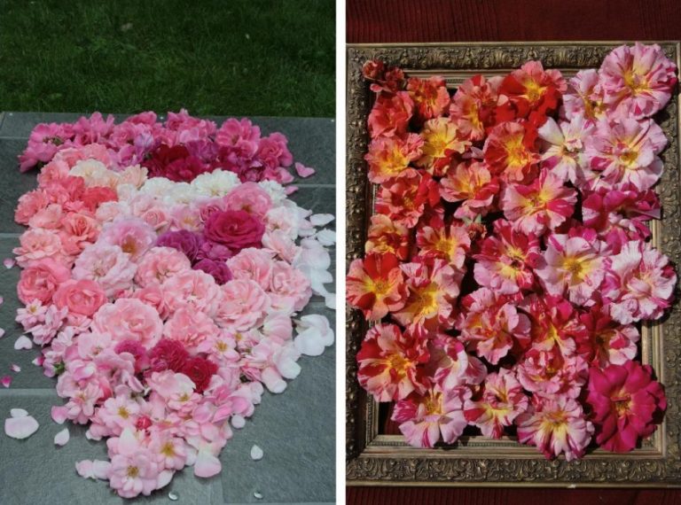 Combination Of Roses By Color: Choosing a Color Scheme For Garden ...