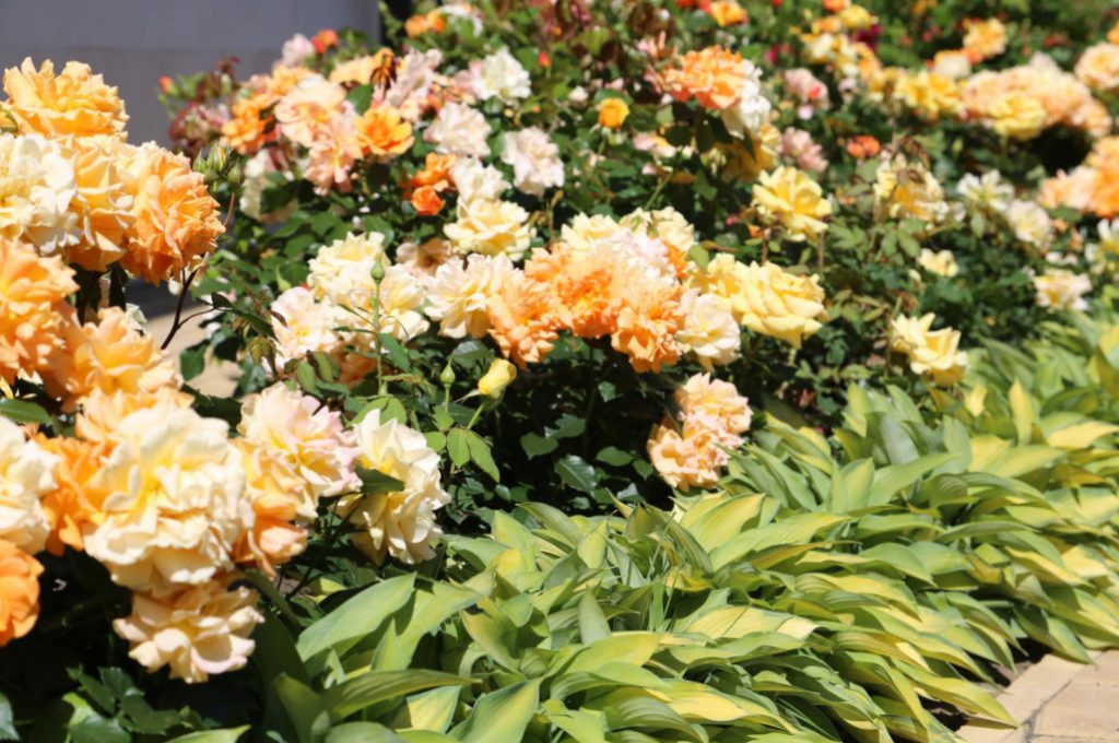 Combination Of Roses By Color: Choosing a Color Scheme For Garden ...