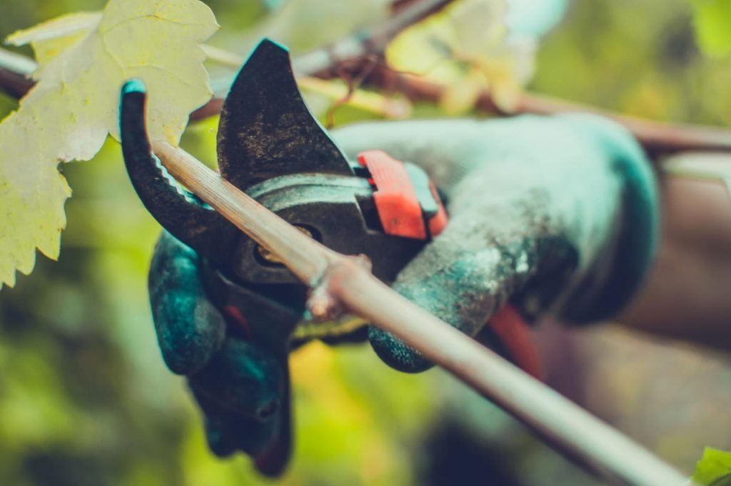 Grape Care: Top Dressing, Watering, Pruning