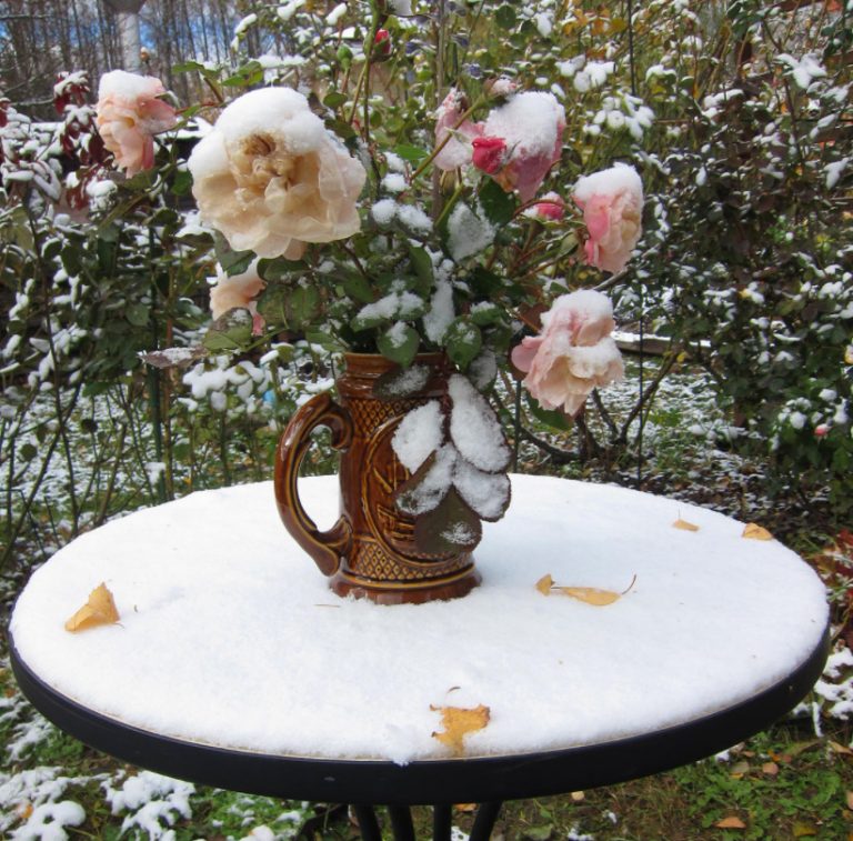 How To Prepare Roses For Winter: 5 Important Steps - Best Landscape Ideas