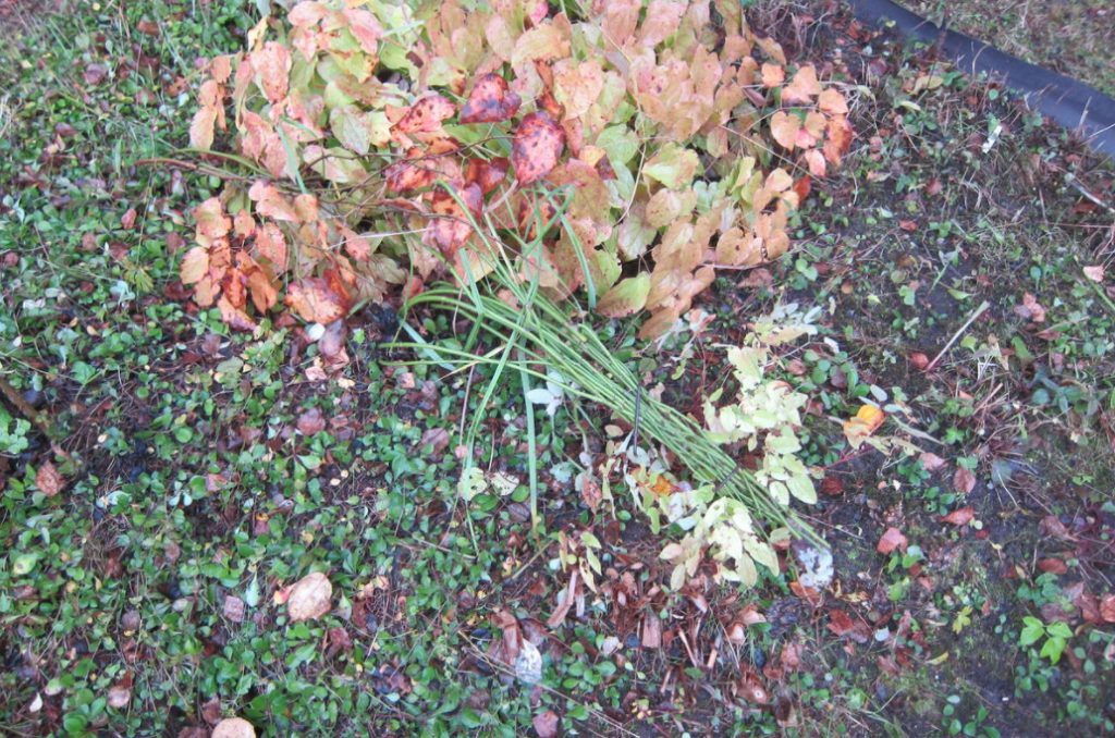 How To Prepare Roses For Winter: 5 Important Steps