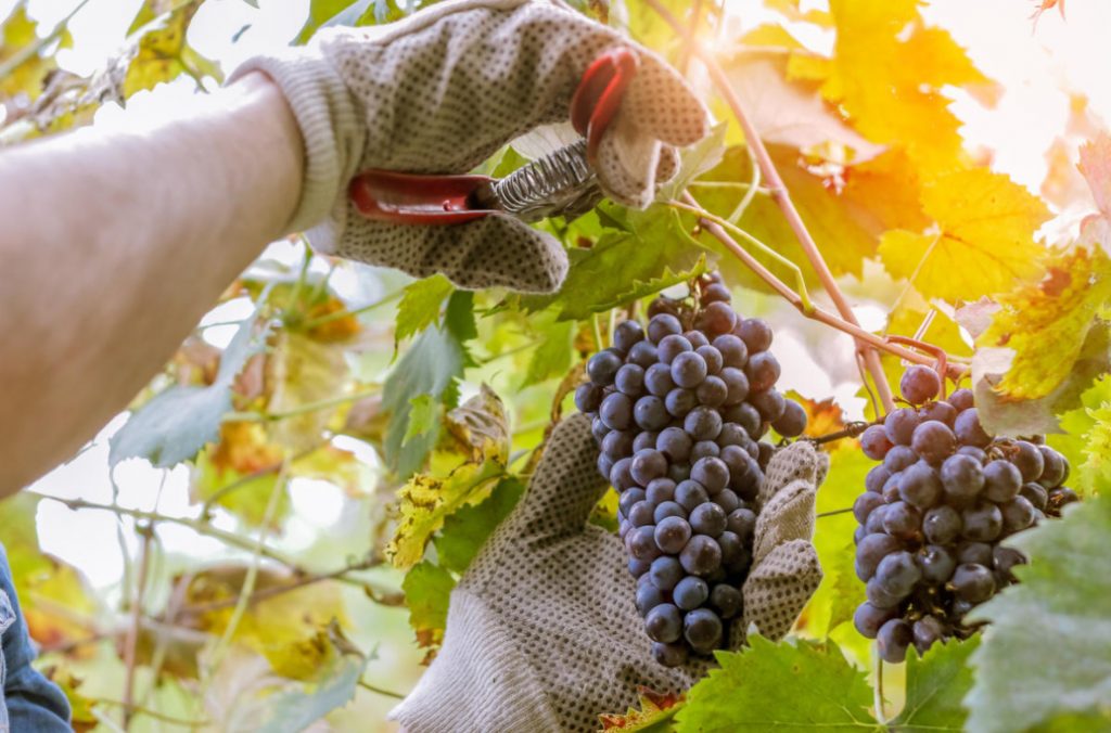 How To Prune Grapes From The First To The Fifth Year Of Cultivation