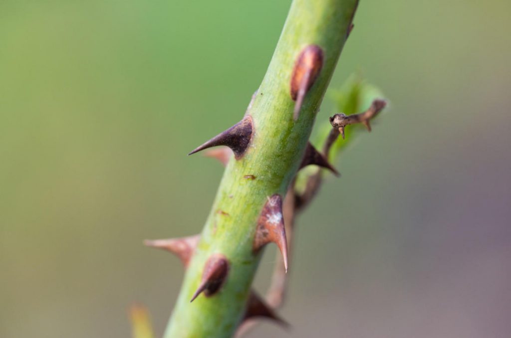 How To Remove a Splinter At Home