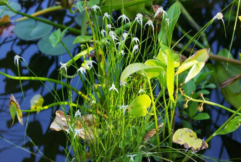 Plants For Garden Reservoirs: Features Of Care And Reproduction