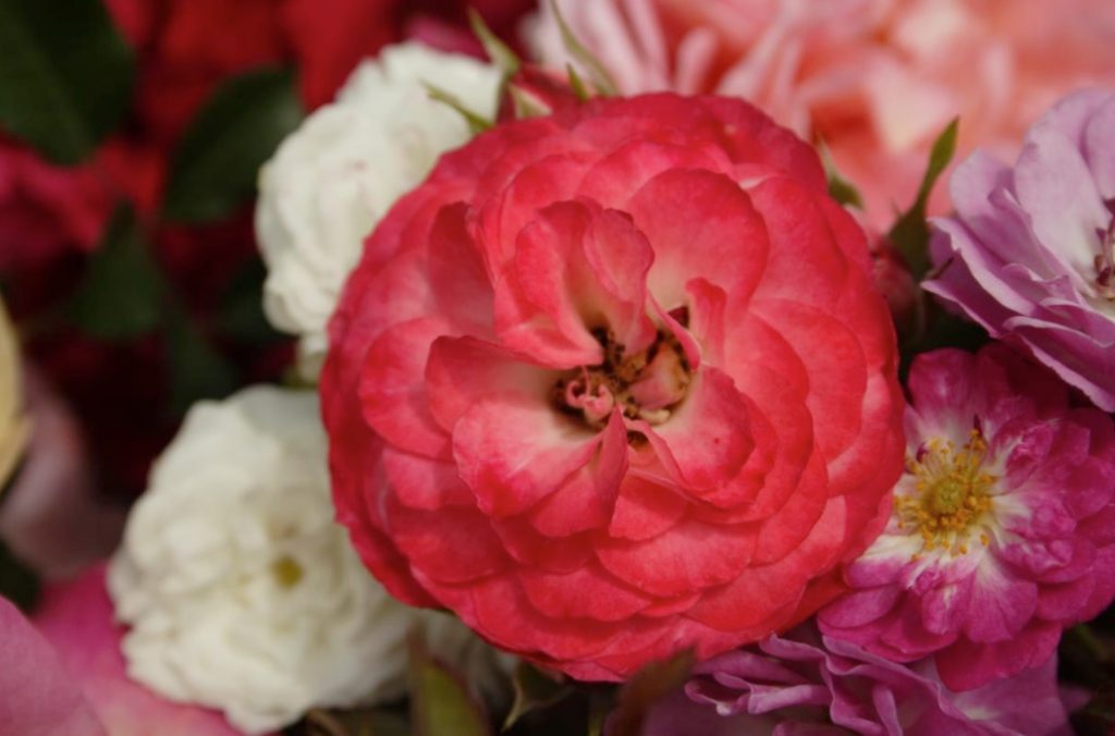 Thorns And Roses: Proven Varieties Of Thornless Roses