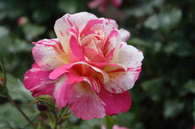 Thorns And Roses: Proven Varieties Of Thornless Roses