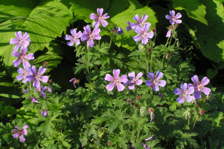 Garden And Wild Geraniums: Types, Photos - Best Landscape Ideas
