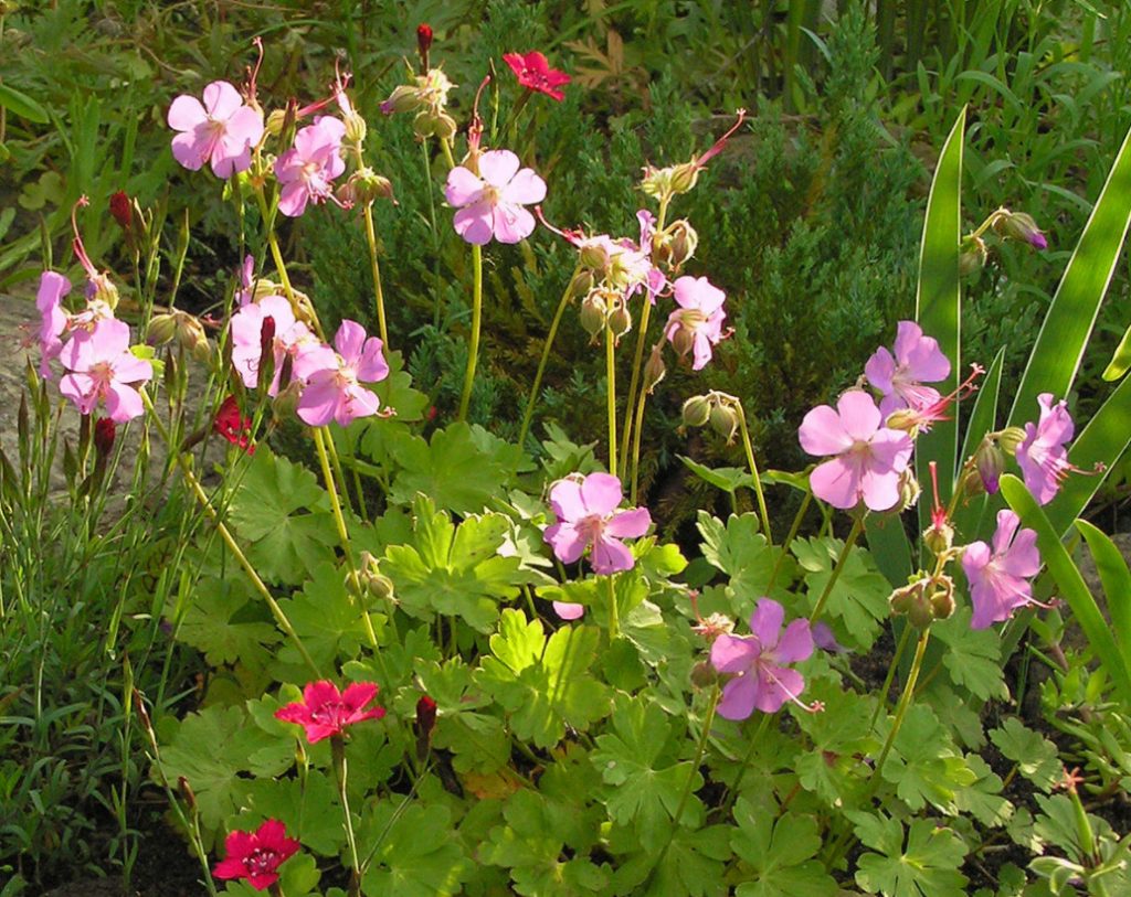 Garden And Wild Geraniums: Types, Photos