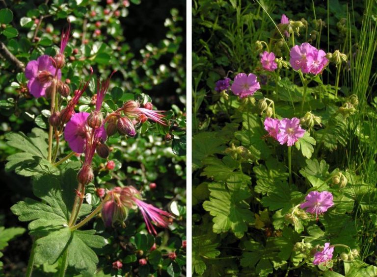 Garden And Wild Geraniums: Types, Photos