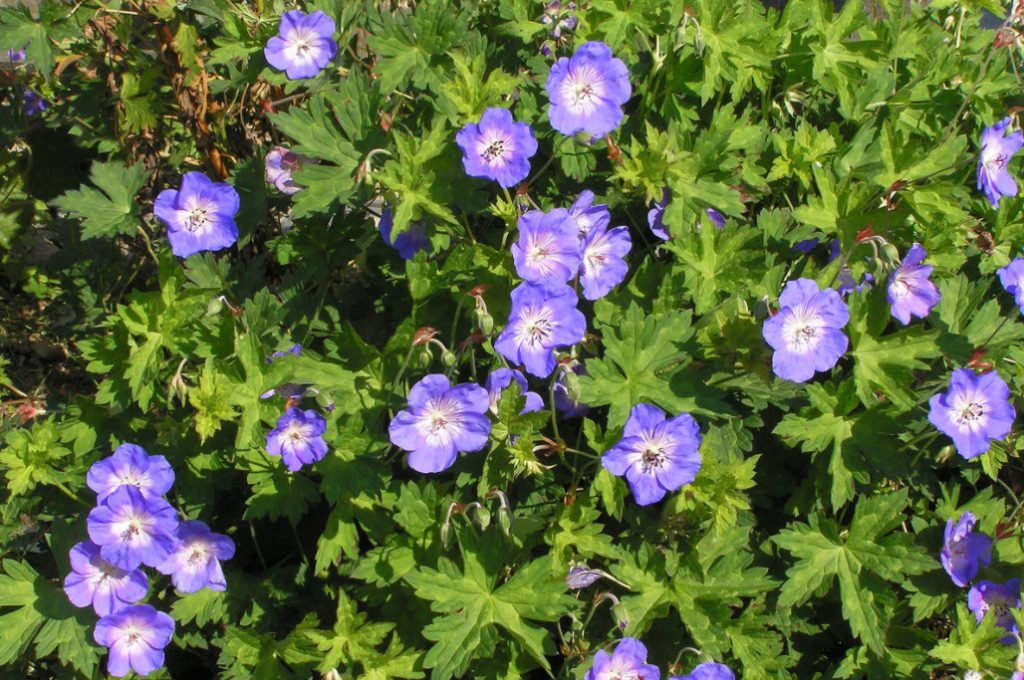 Garden And Wild Geraniums: Types, Photos