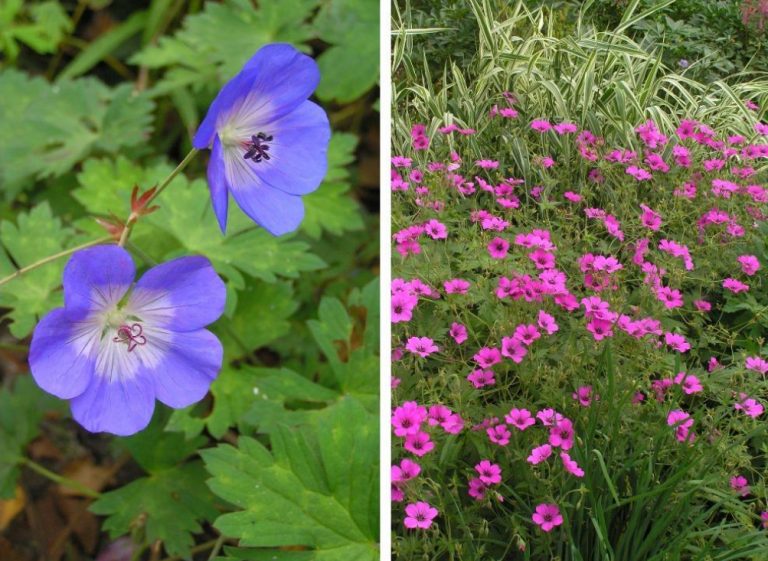 Garden And Wild Geraniums: Types, Photos