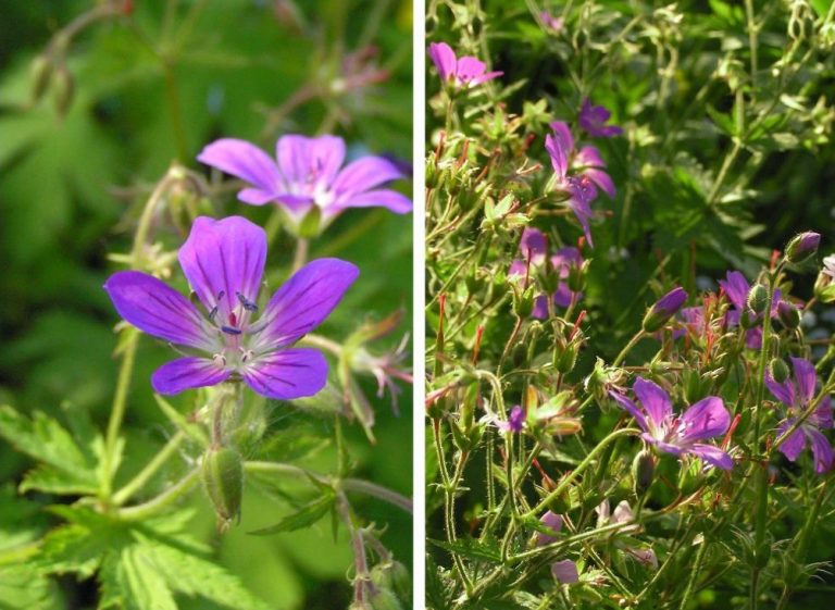 Garden And Wild Geraniums: Types, Photos